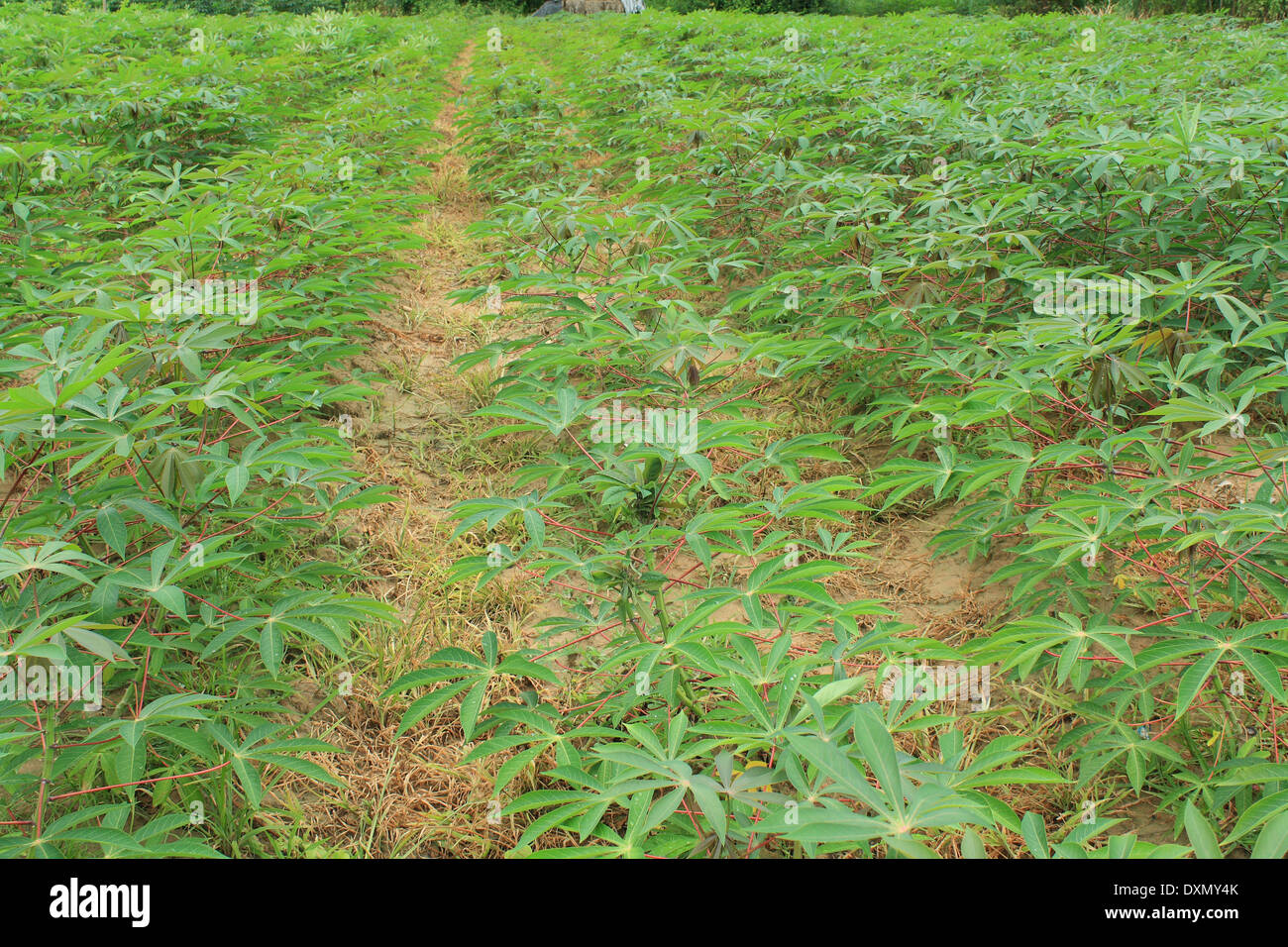 Manioc hi-res stock photography and images - Alamy