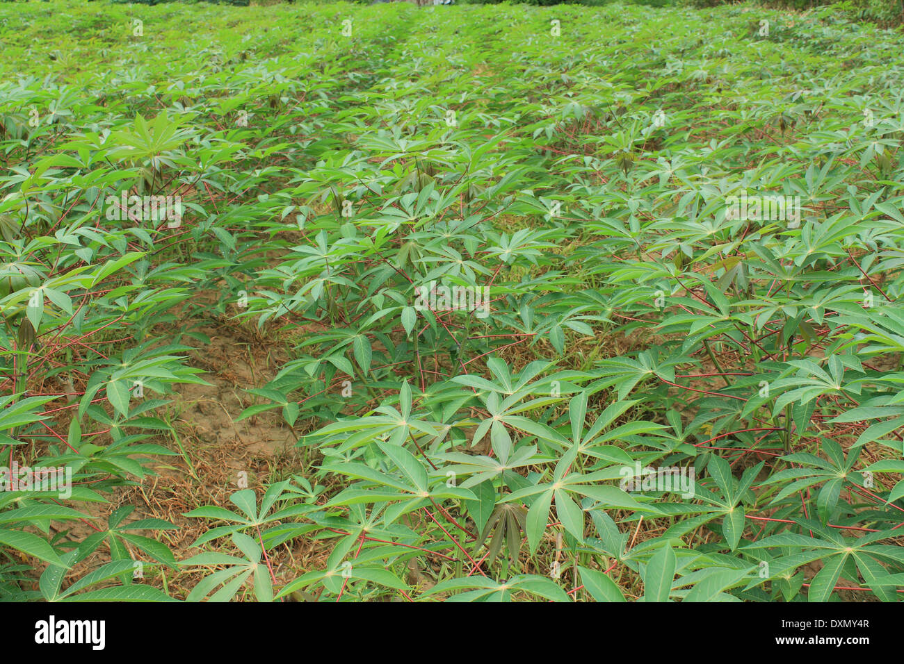Tapioca farm field hi-res stock photography and images - Alamy