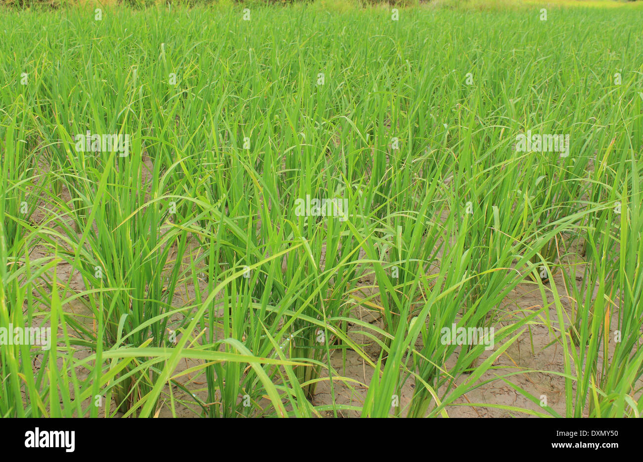 Rice sapling hi-res stock photography and images - Alamy