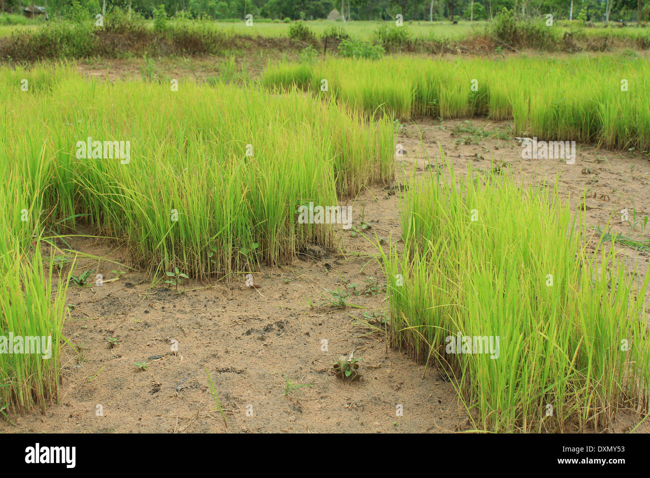 the rice sapling are growing up in rice field Stock Photo - Alamy