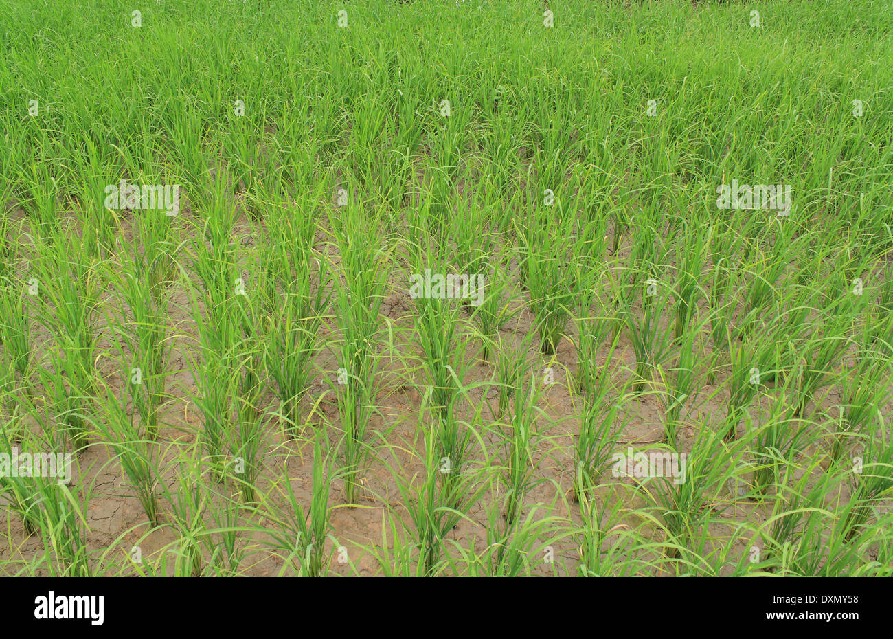 the rice sapling are growing up in rice field Stock Photo - Alamy