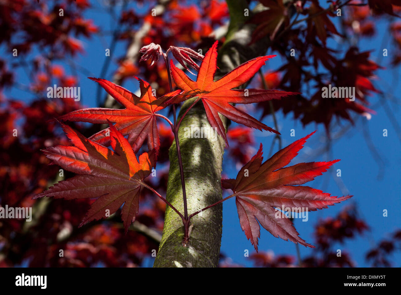 Japanese maple leaves in spring, Novato, California, USA Stock Photo ...