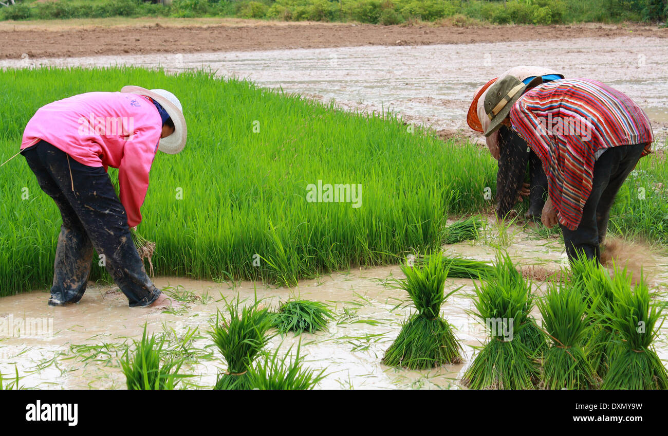 farmers they are planting the rice on them field Stock Photo - Alamy
