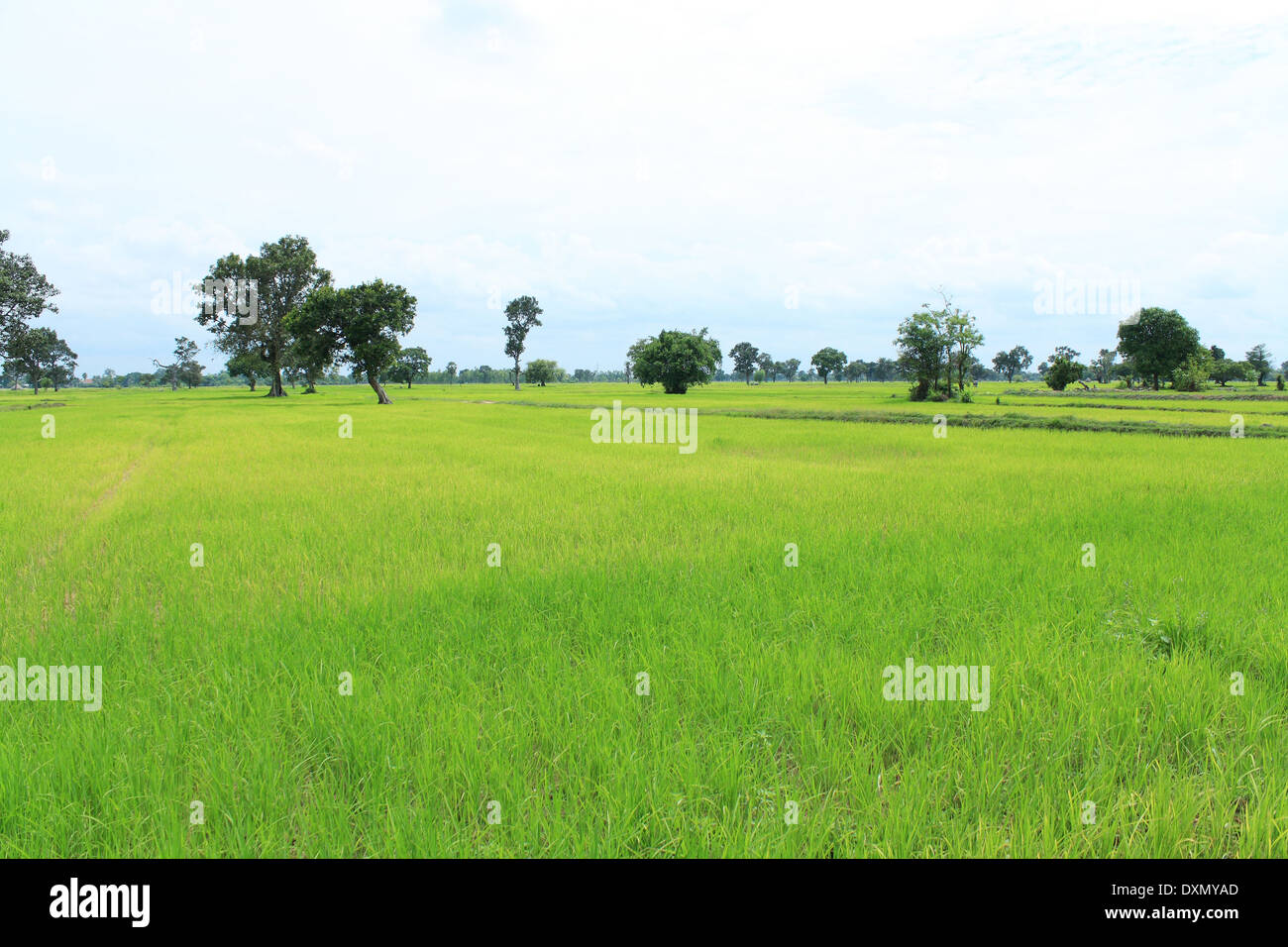 the rice sapling are growing up in rice field Stock Photo - Alamy