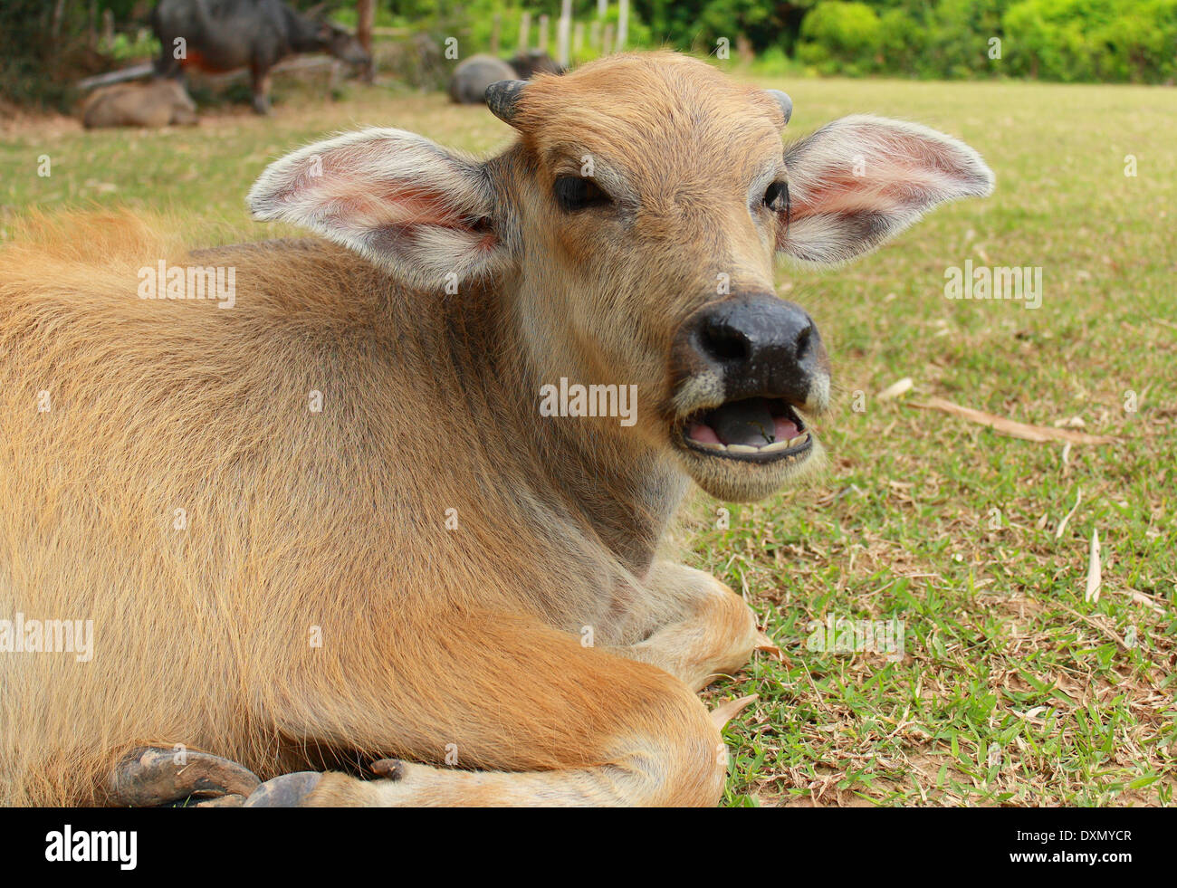Young calf eating grass hi-res stock photography and images - Alamy