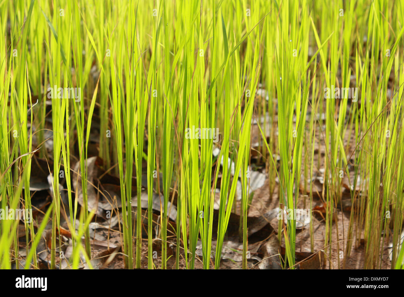 the rice sapling are growing up in rice field Stock Photo - Alamy