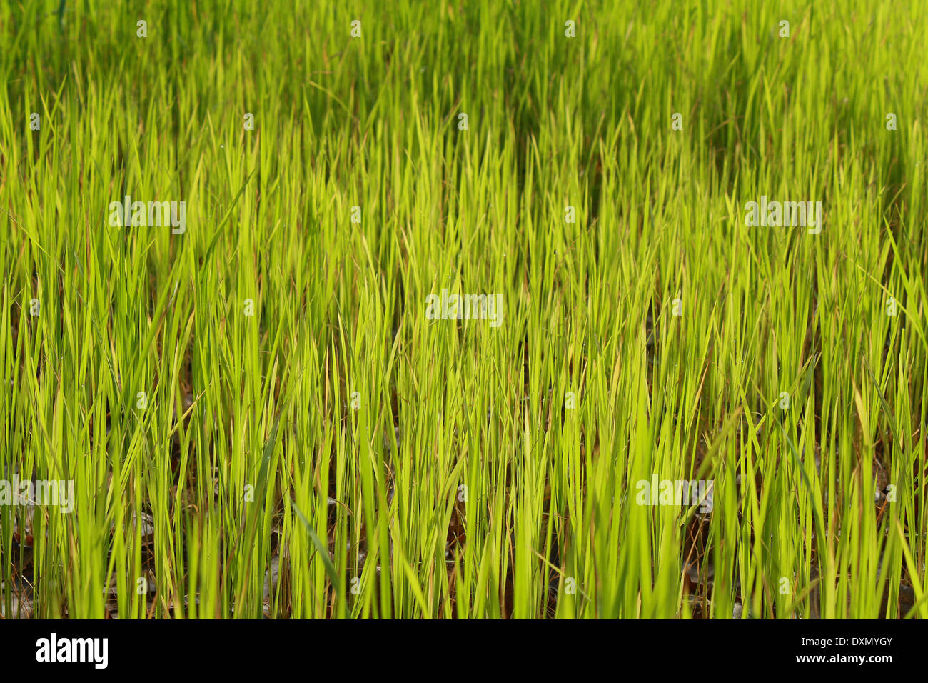 Rice sapling hi-res stock photography and images - Alamy