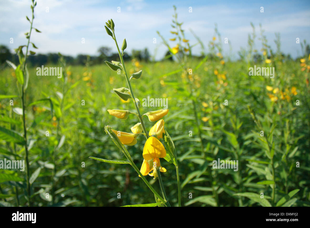nut plant are growing up in the clear day Stock Photo - Alamy