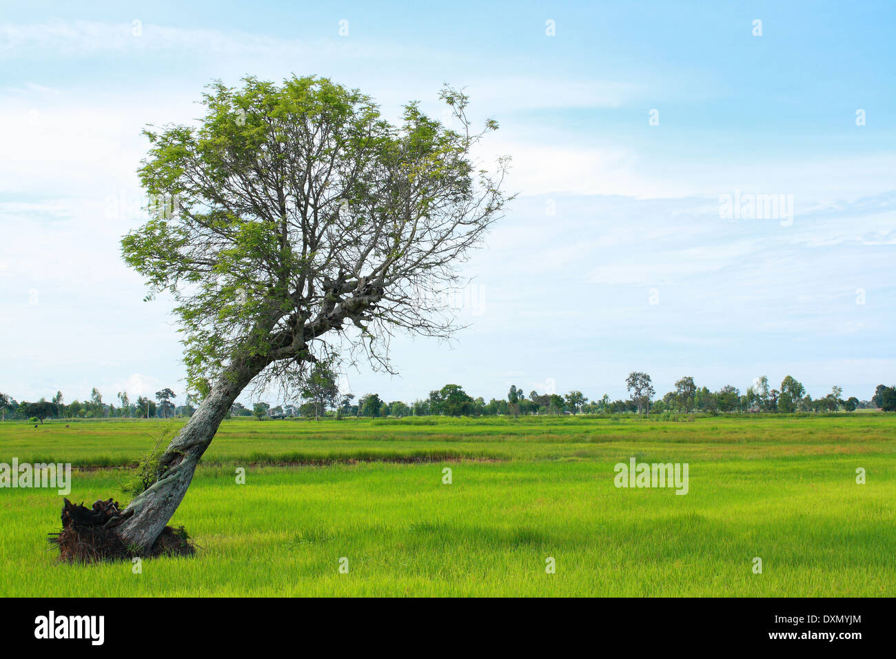 the rice sapling are growing up in rice field Stock Photo - Alamy