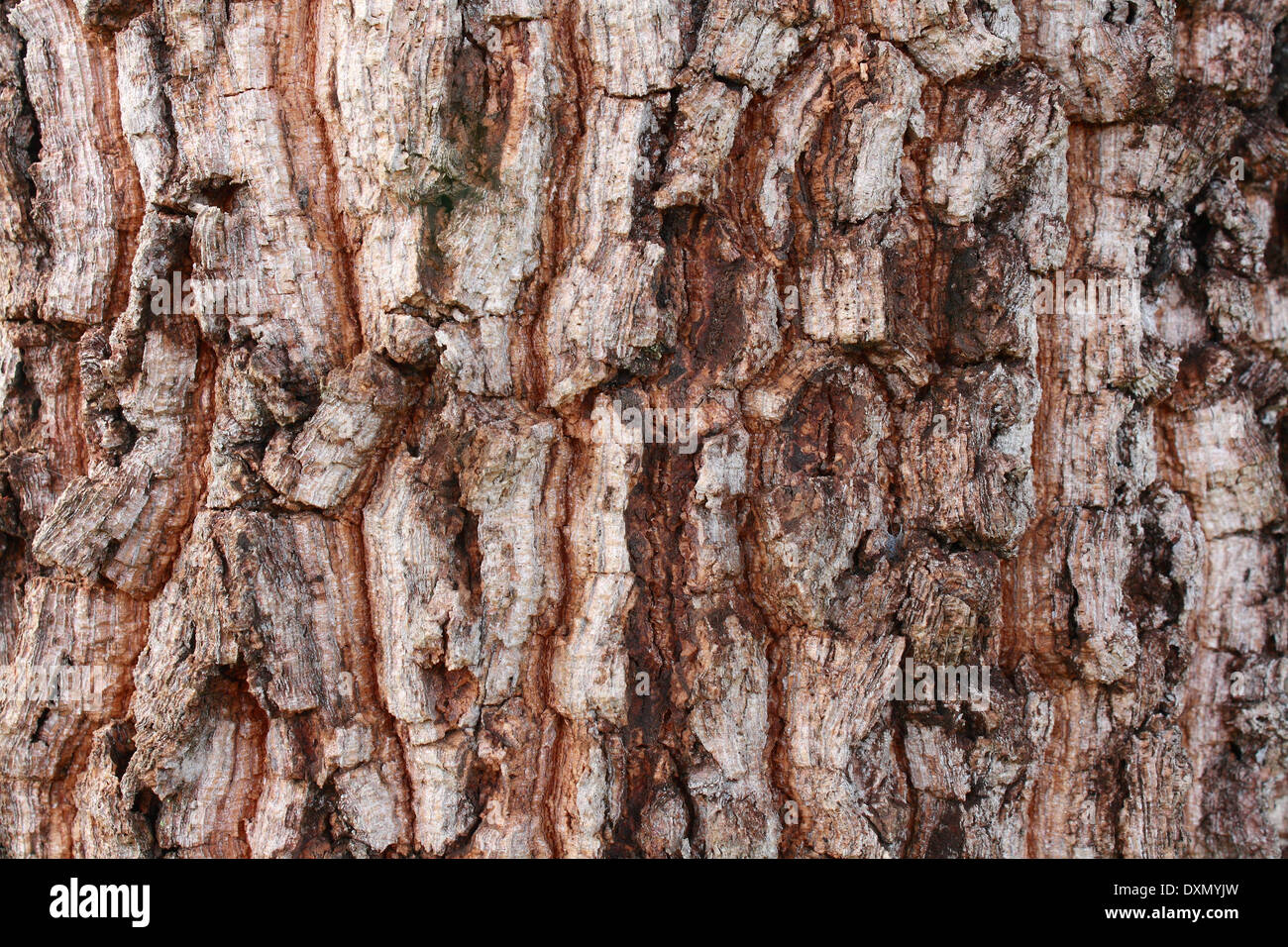 Different tree trunk hi-res stock photography and images - Alamy