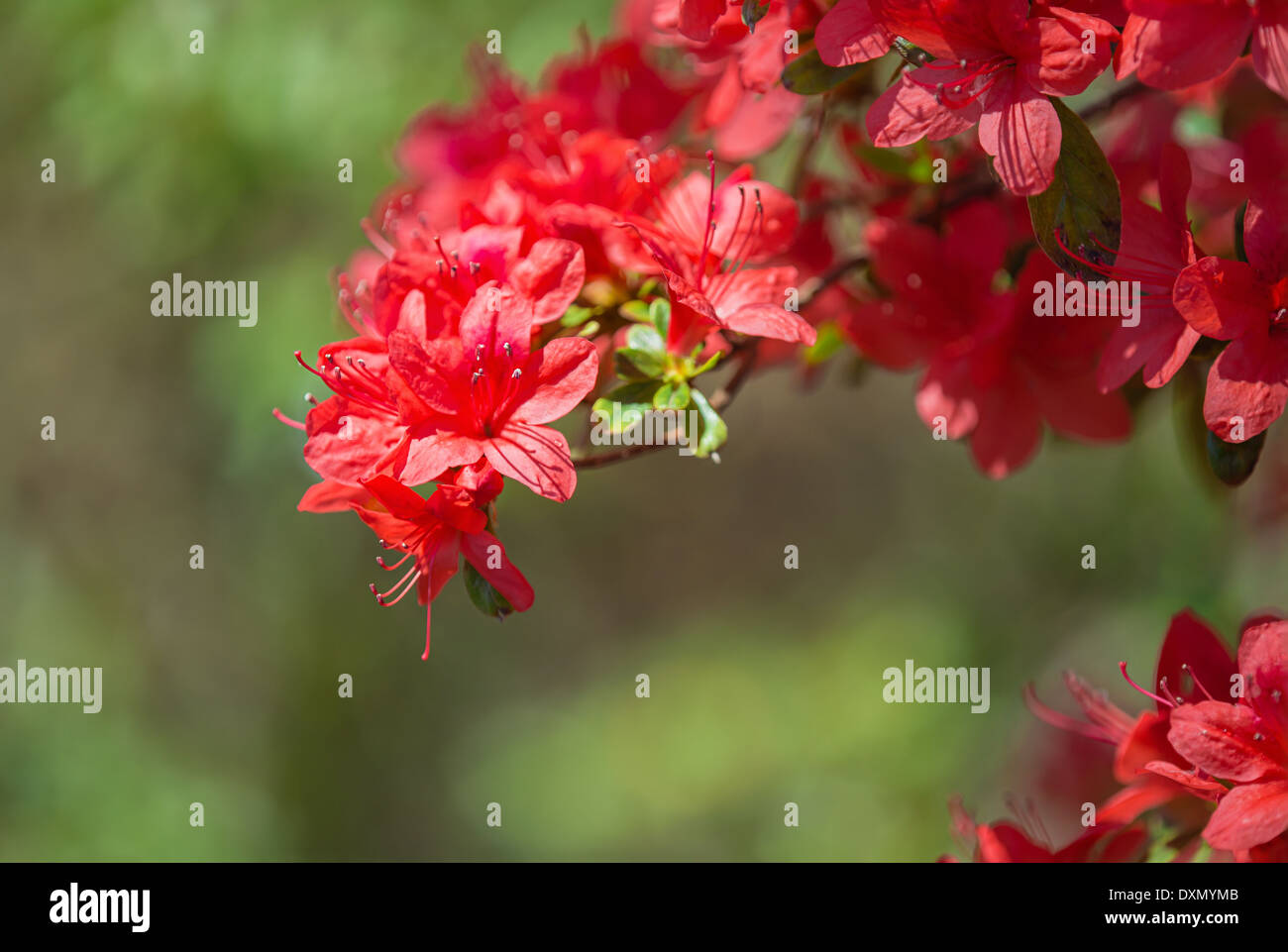 Bright red Azalea blossoms in spring. Natural green background with ...