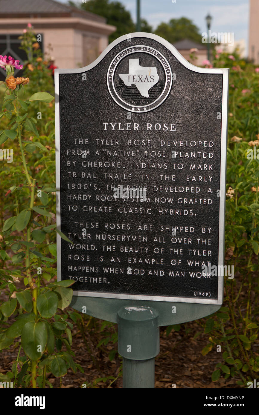 Tyler texas roses hi-res stock photography and images - Alamy