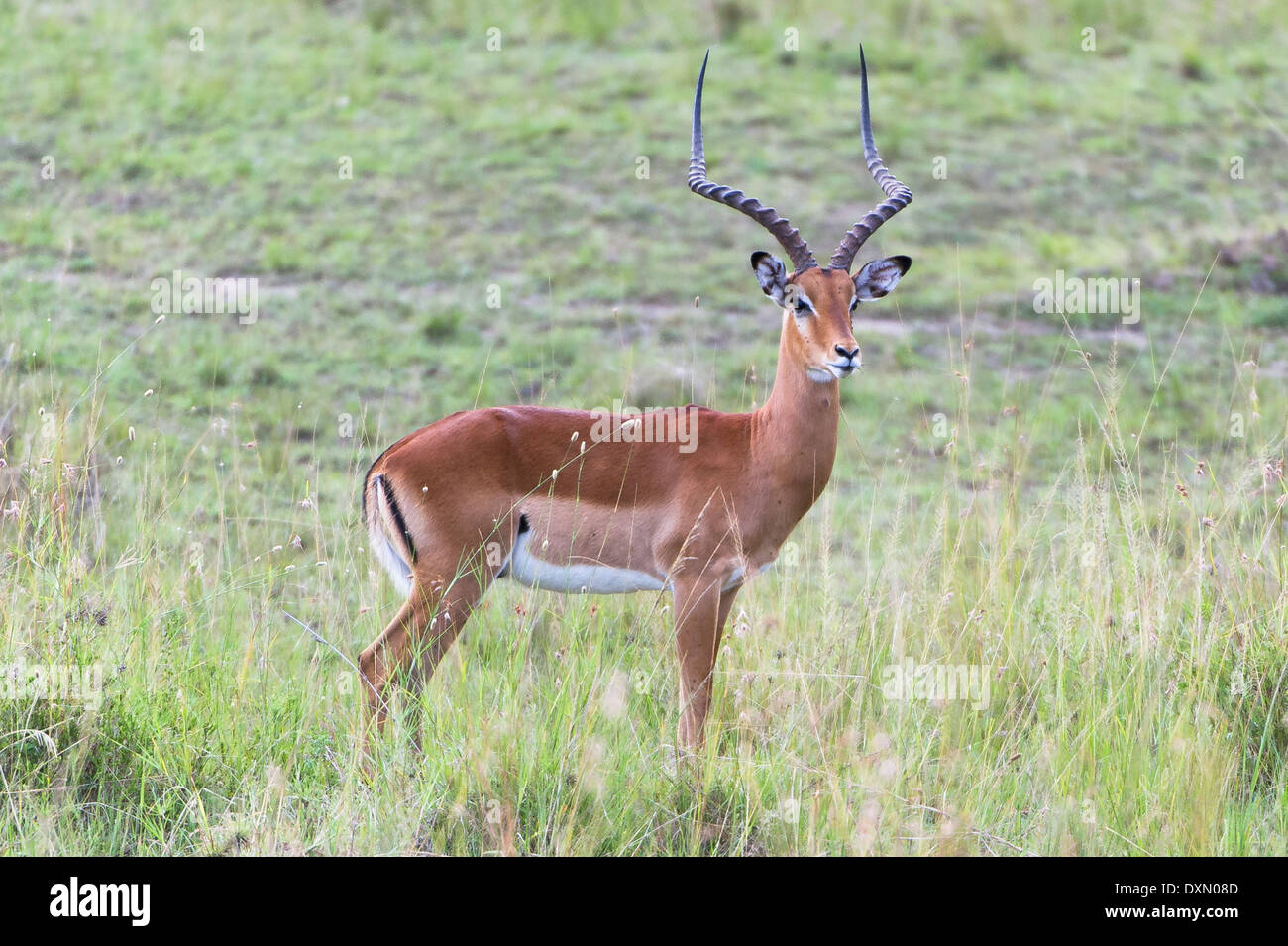 Impala gazelle hi-res stock photography and images - Alamy