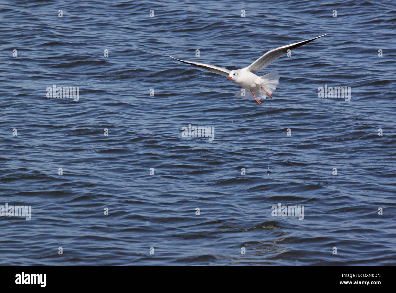 Common gull flying above river Stock Photo - Alamy