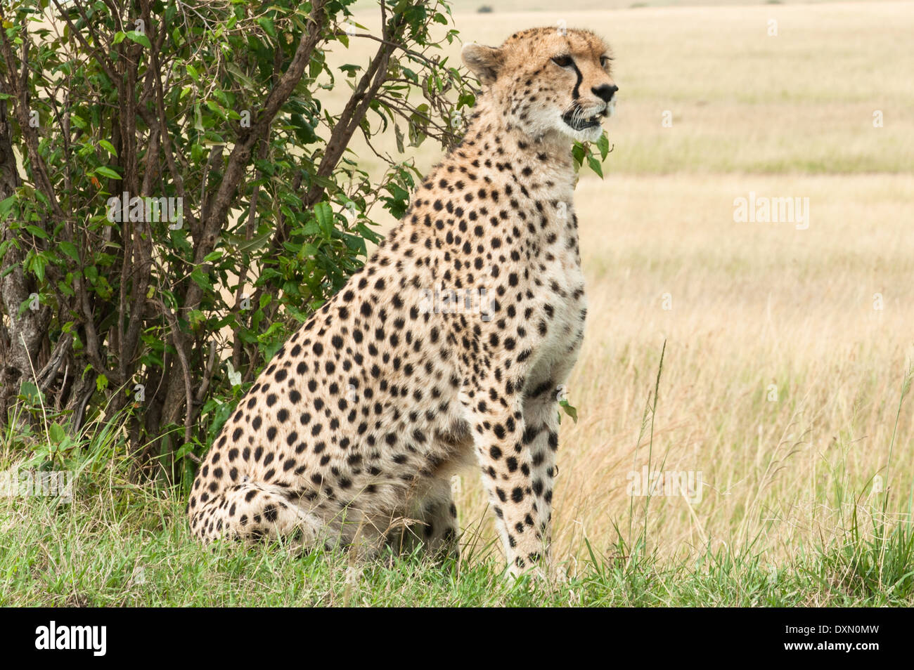 Tillable texture leopard hi-res stock photography and images - Alamy