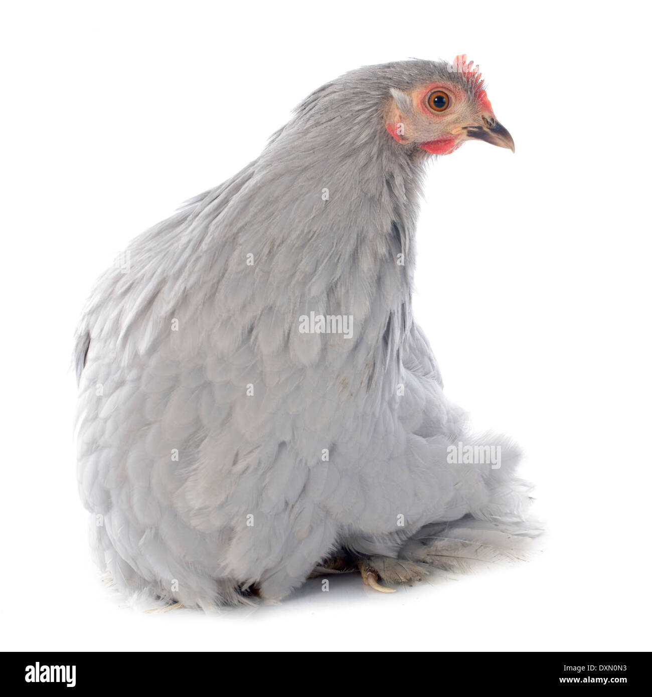 Pekin bantam chicken hi-res stock photography and images - Alamy