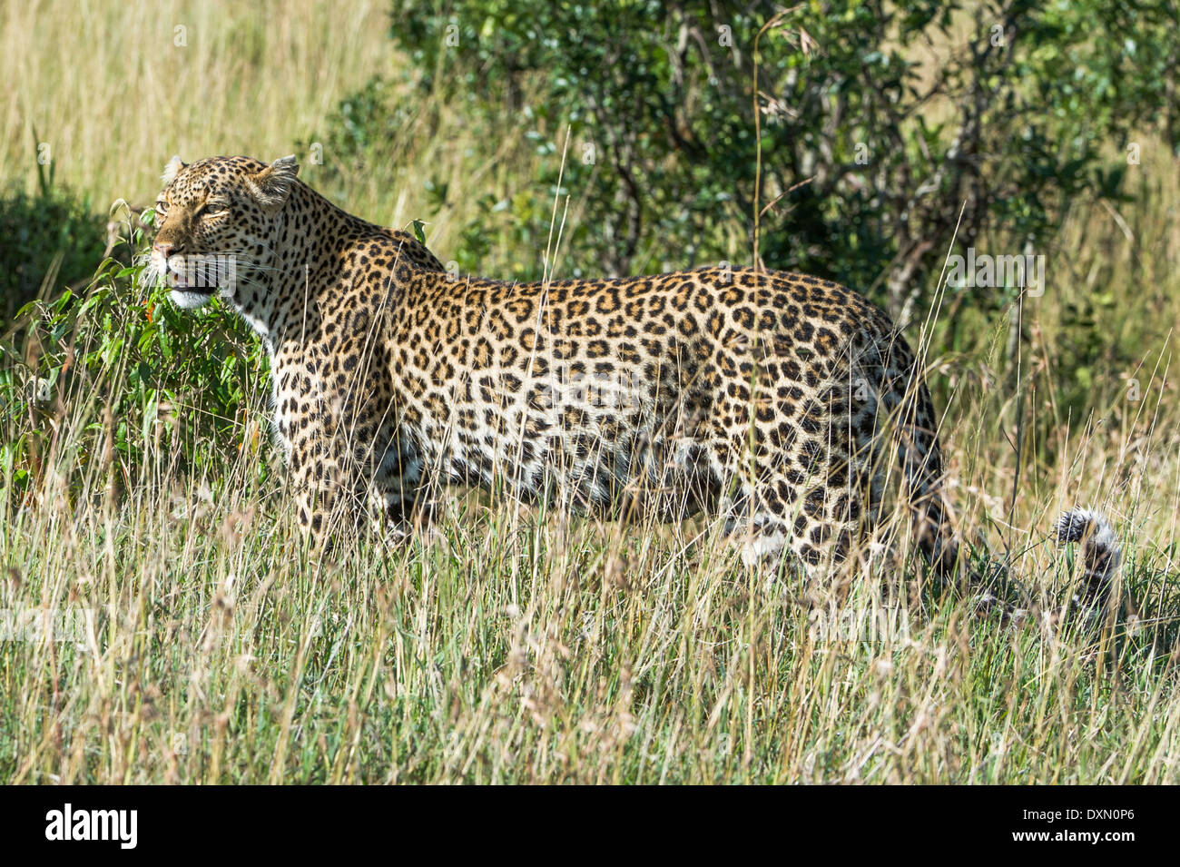 Leopard, lepard Stock Photo - Alamy