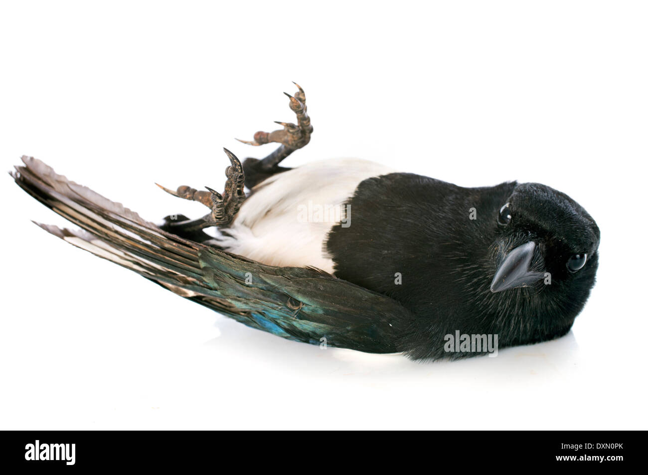 Magpie hi-res stock photography and images - Alamy