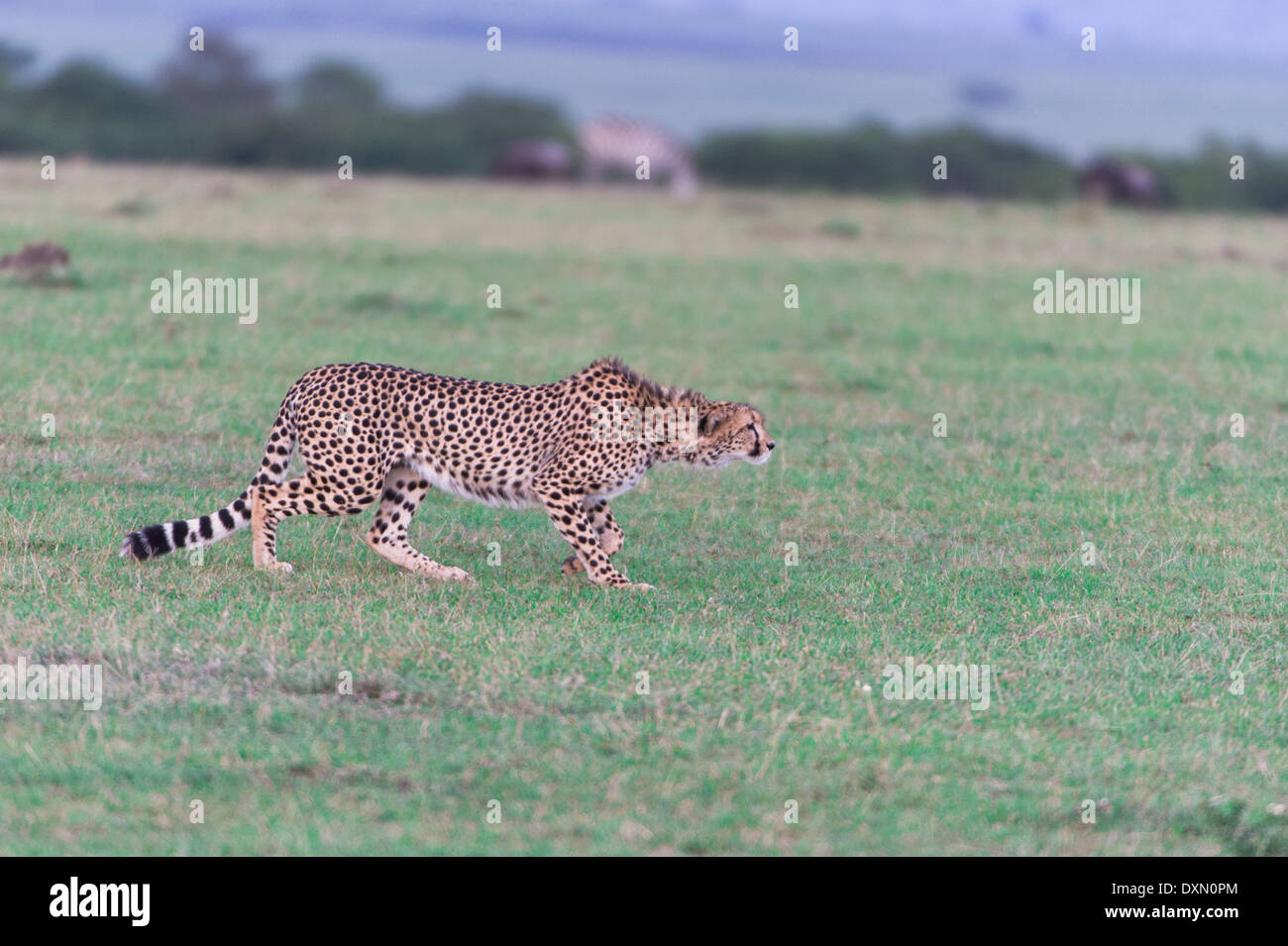 Gepard Hunting High Resolution Stock Photography and Images - Alamy
