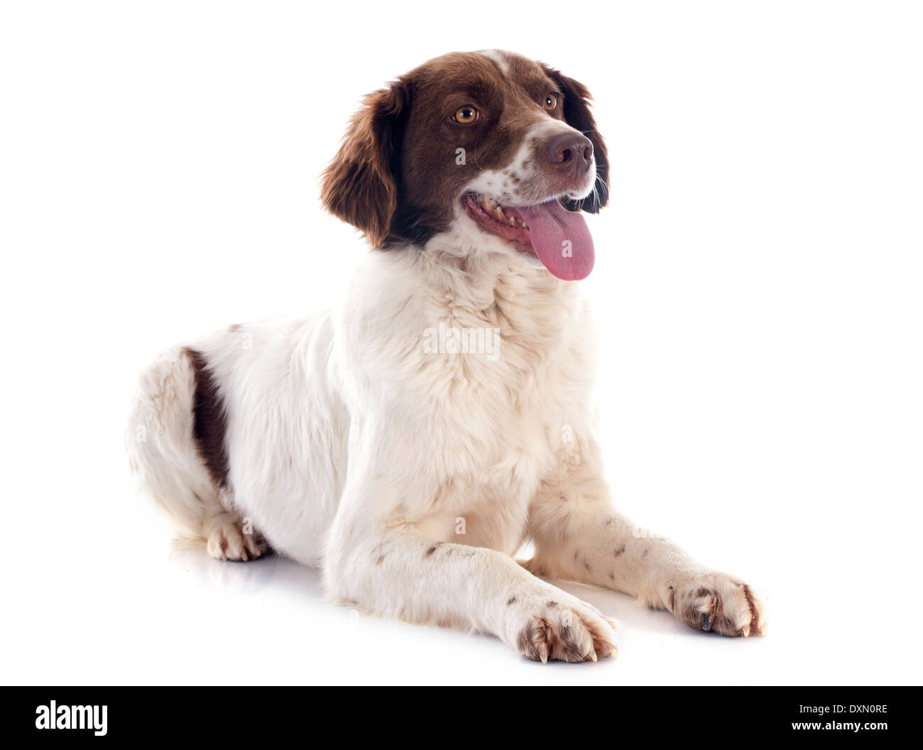 French hunting Cut Out Stock Images & Pictures - Alamy