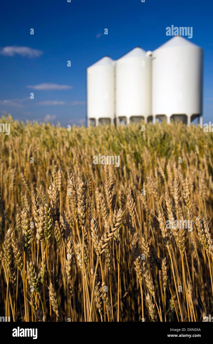 Wheat silos hi-res stock photography and images - Alamy