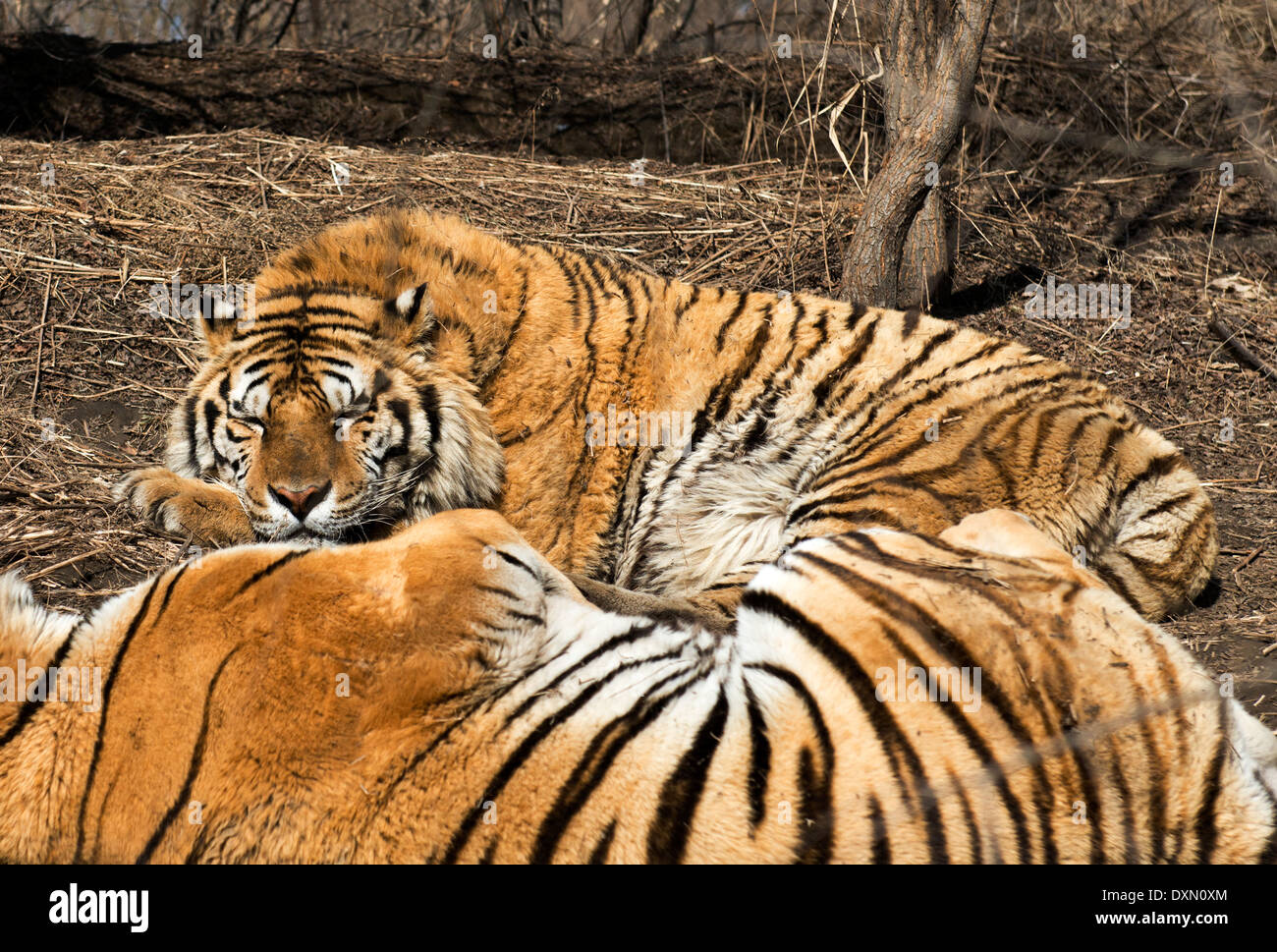 Siberian tigers in Harbin's Siberian TIger Park & Research center Stock ...