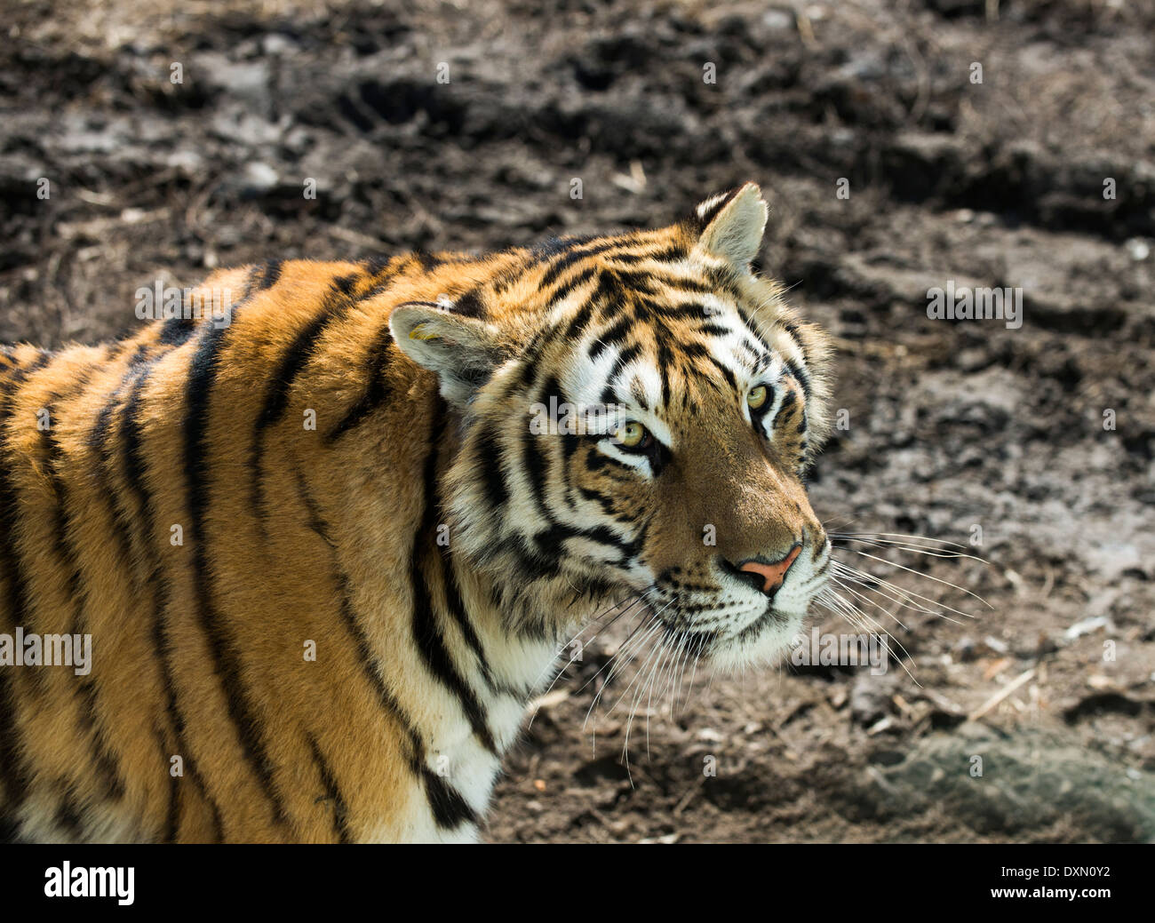 Siberian tigers in Harbin's Siberian TIger Park & Research center Stock ...