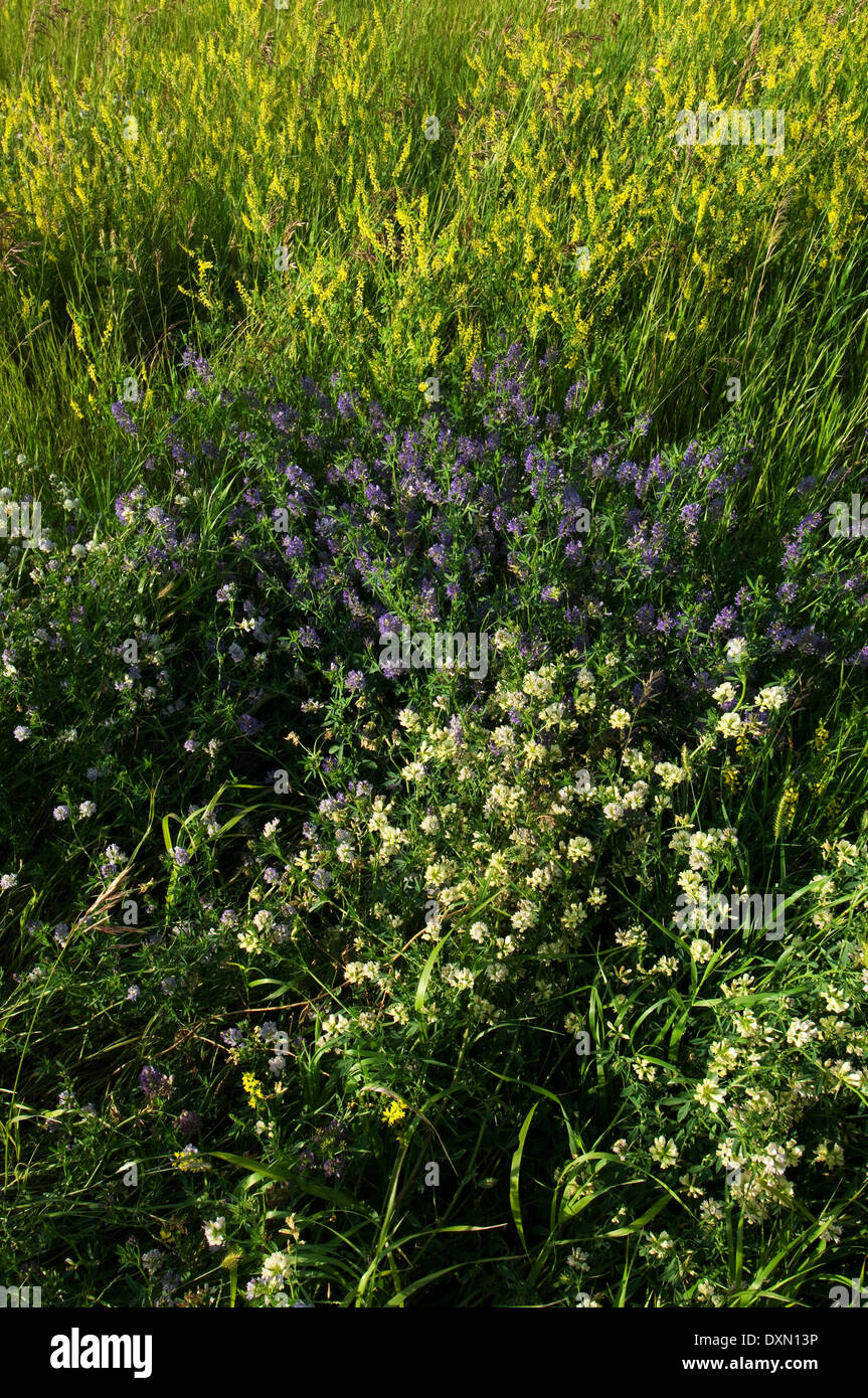 Alberta Wildflowers High Resolution Stock Photography and Images - Alamy