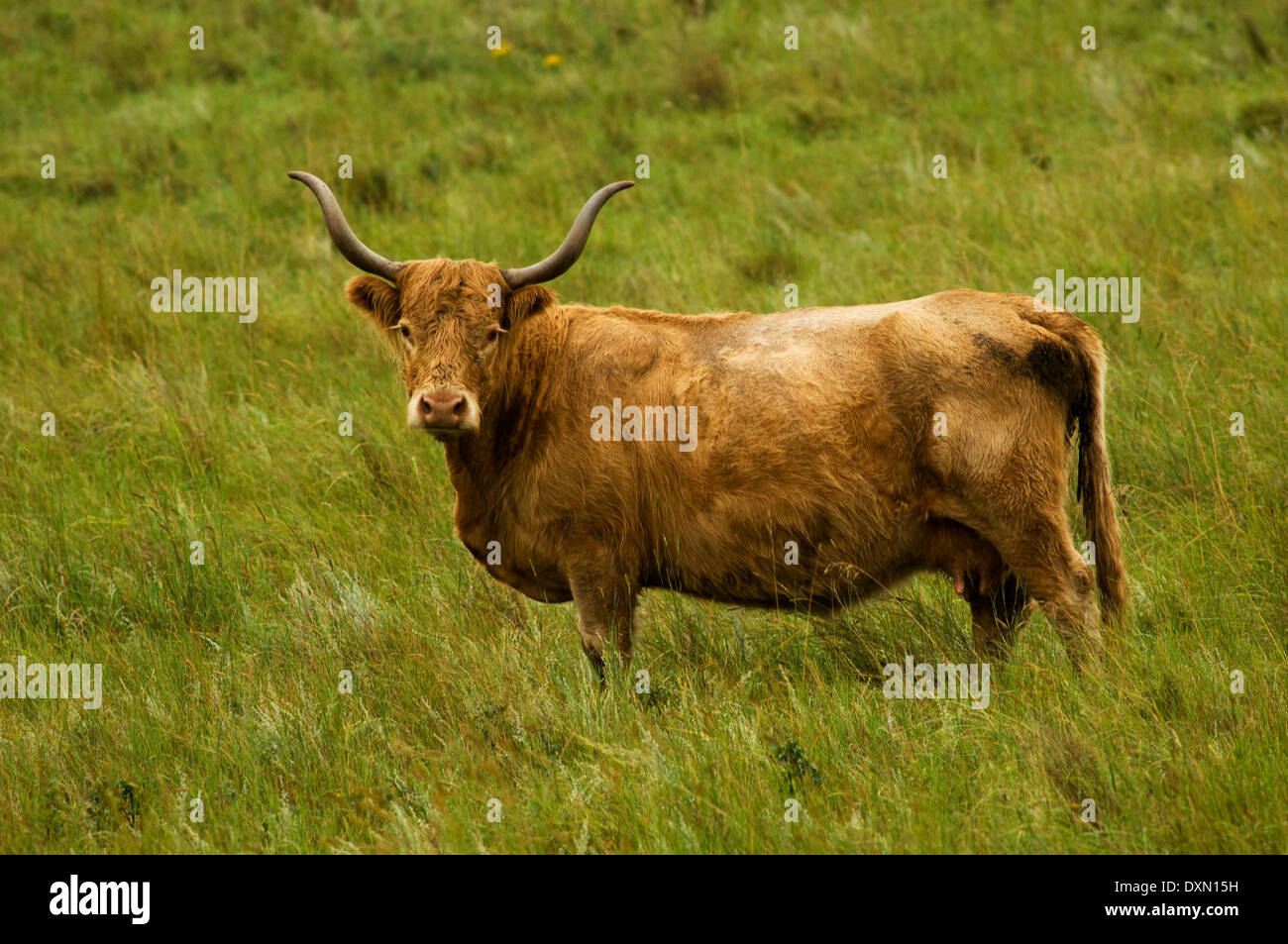 Long bull hi-res stock photography and images - Alamy