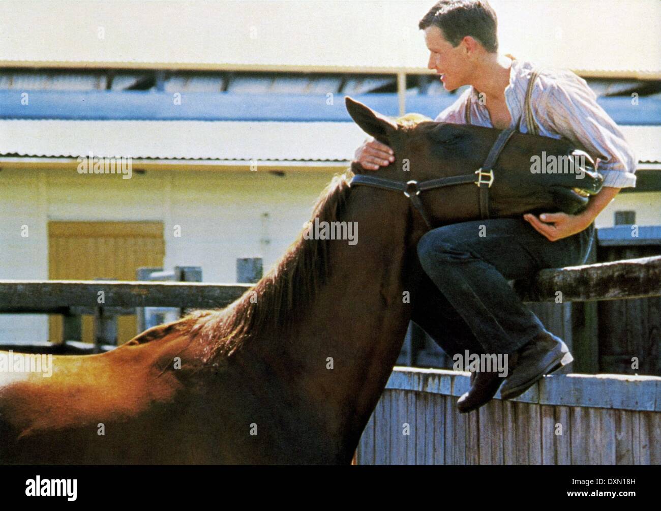 Phar lap 1983 film hi-res stock photography and images - Alamy