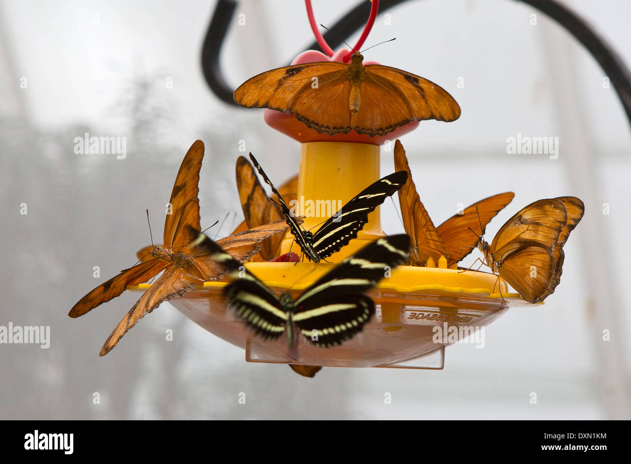 People eating insects hi-res stock photography and images - Alamy