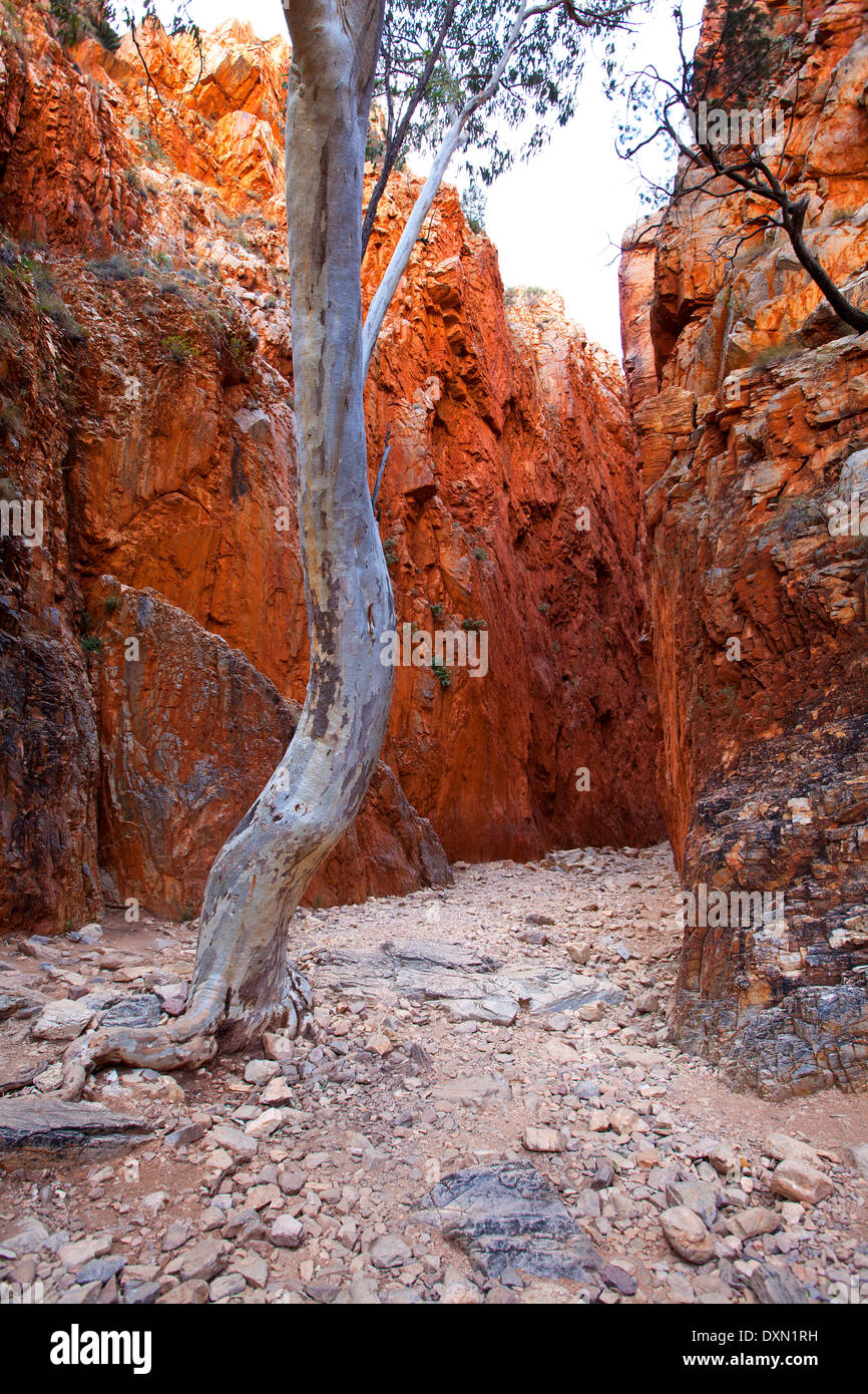 Stanley Chasm West MacDonnell Ranges Central Australia Northern ...