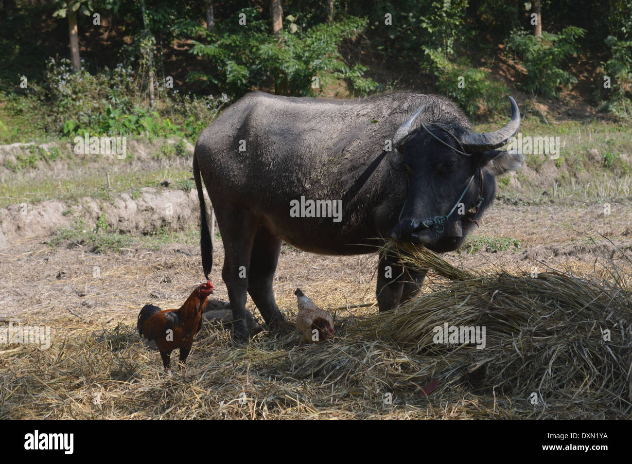 Single water buffalo feeding in the sun Stock Photo - Alamy