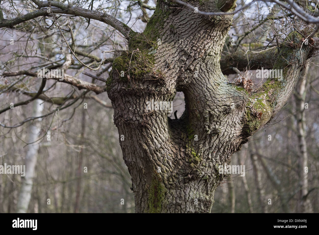 Fused trees oak hi-res stock photography and images - Alamy
