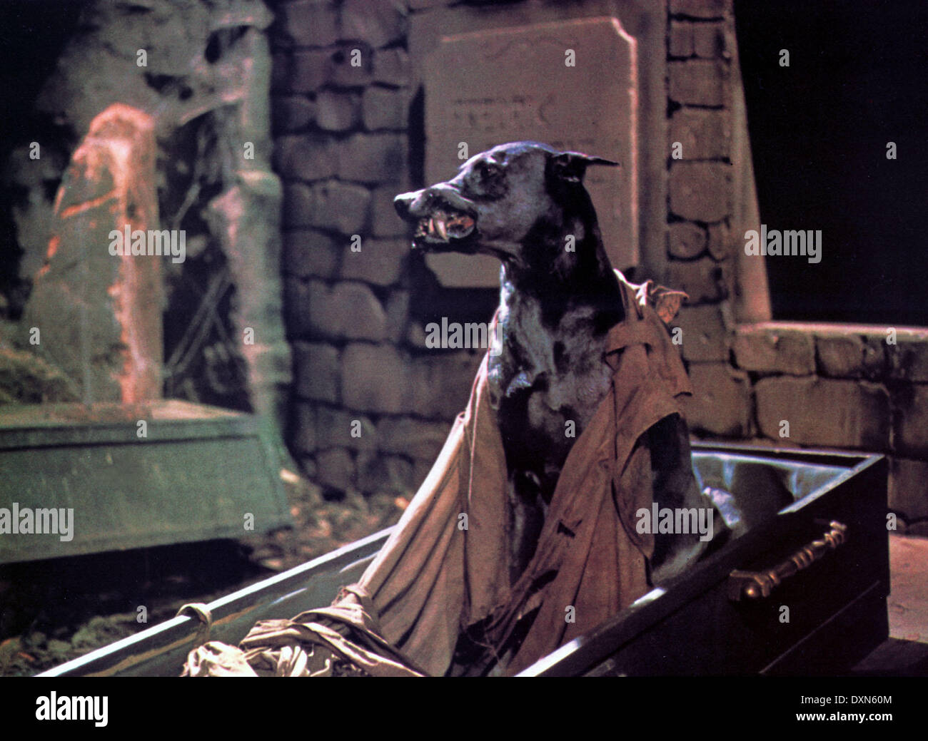 Draculas dog hi-res stock photography and images - Alamy