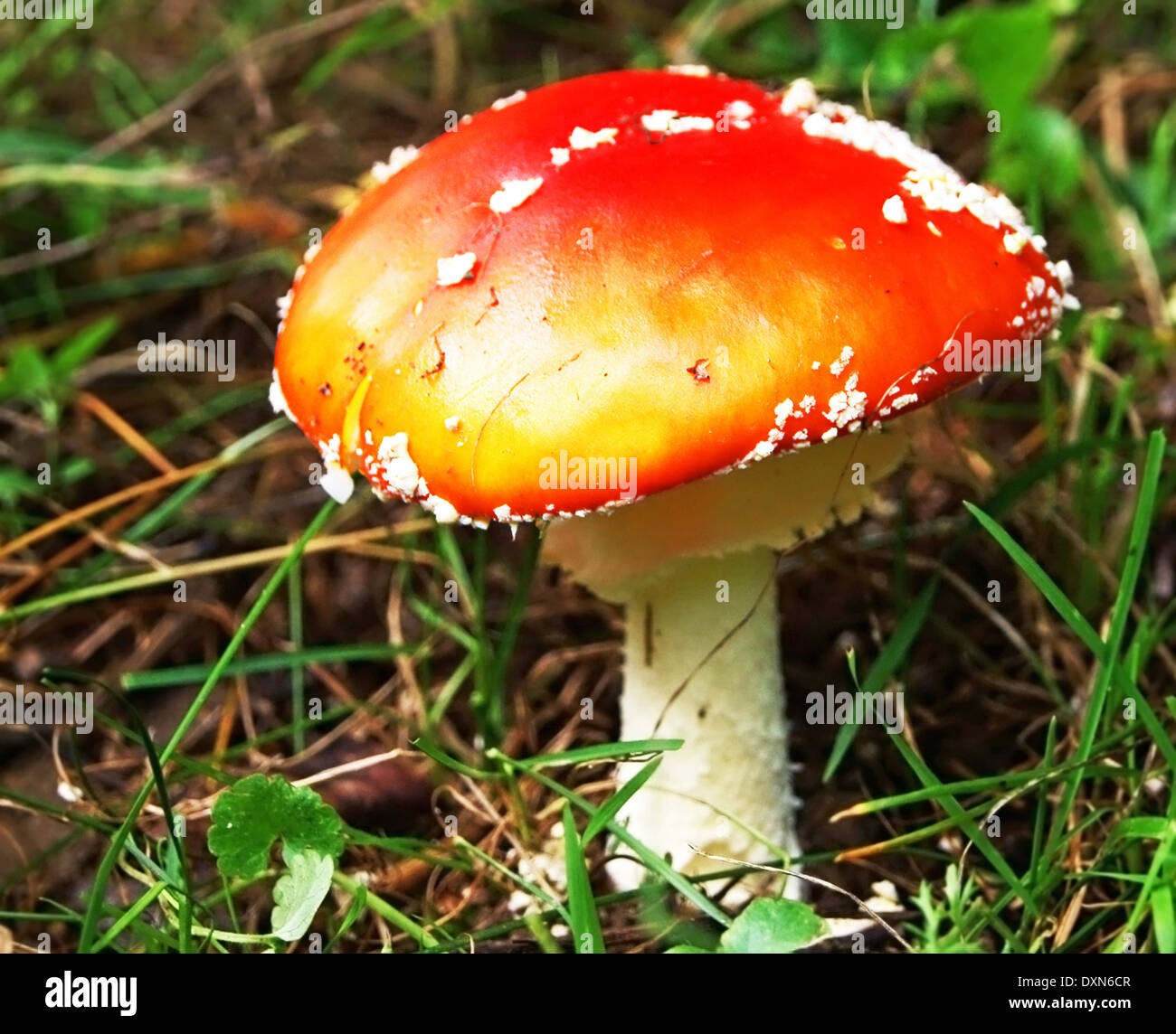 Death cap mushroom hi-res stock photography and images - Alamy