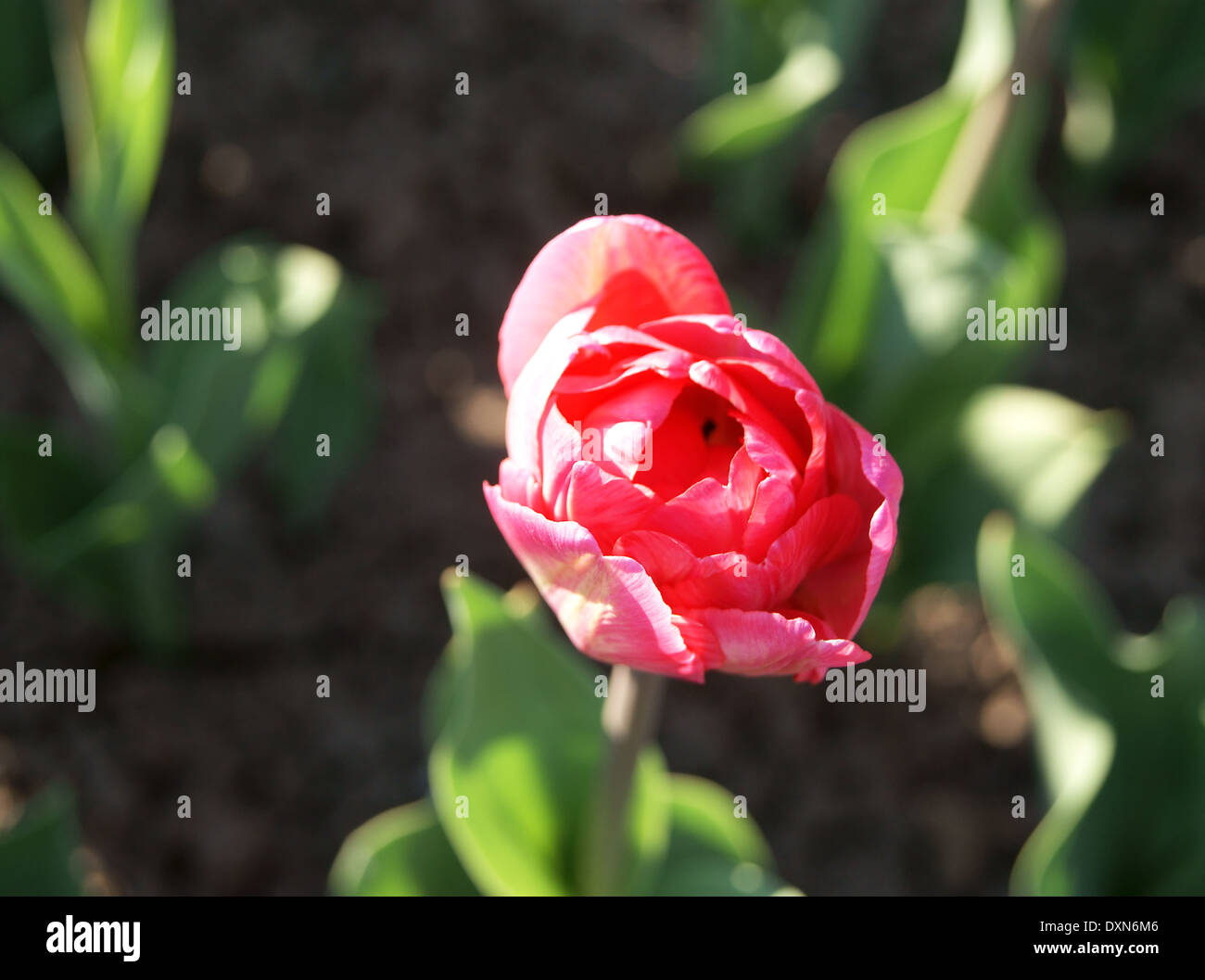 Double-flowering pink tulip Stock Photo - Alamy