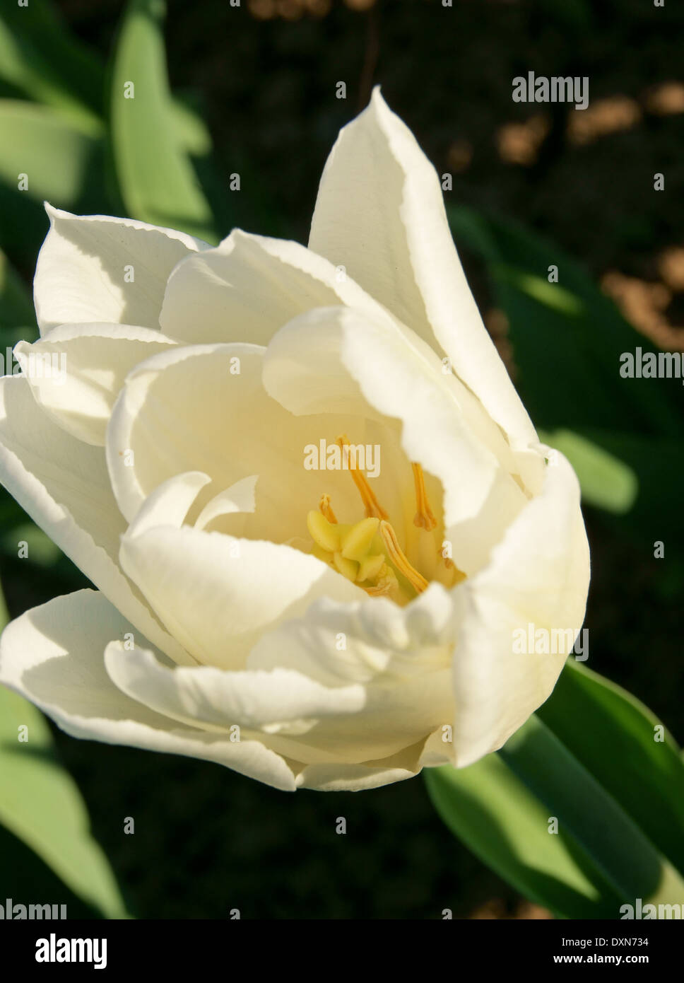 Double head tulip flower hi-res stock photography and images - Alamy