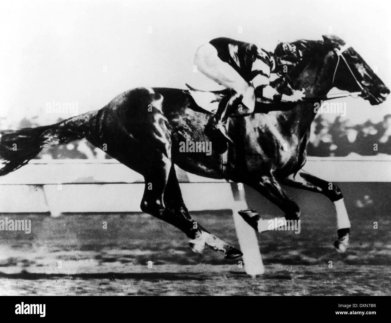 Phar lap 1983 hi-res stock photography and images - Alamy