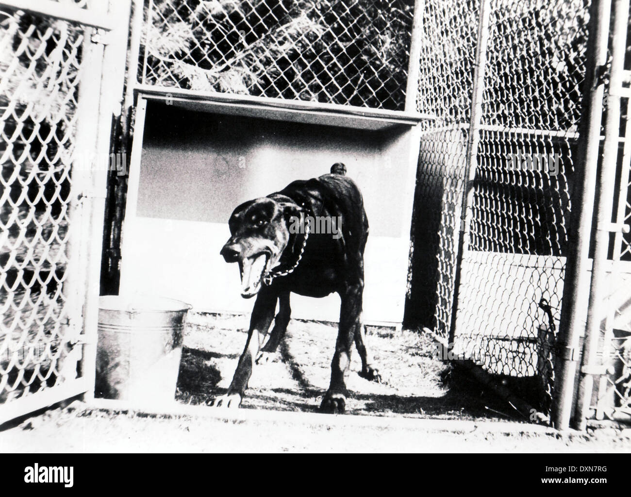 Doberman gang hi-res stock photography and images - Alamy