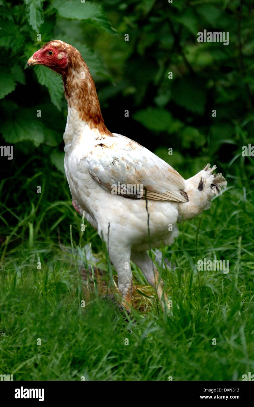 Rare breed poultry / Farmyard chicken Stock Photo - Alamy