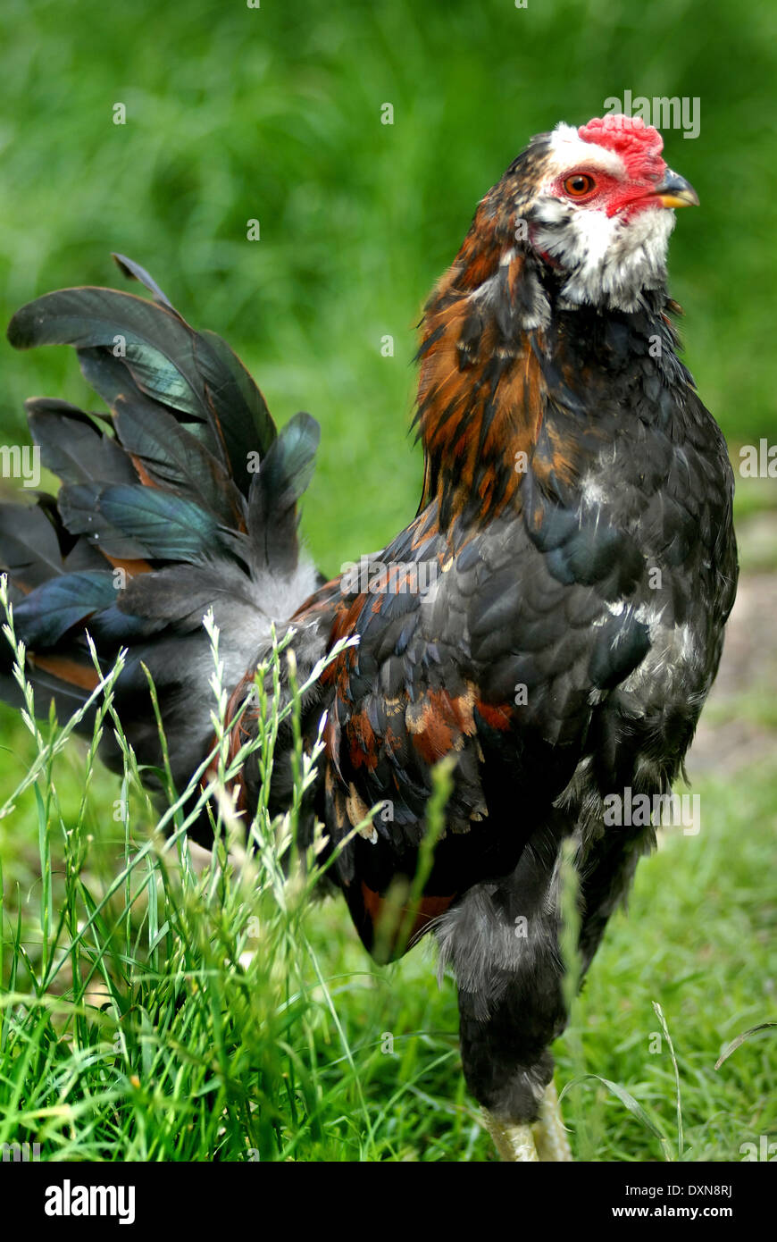 Rare breed poultry / Farmyard chicken Stock Photo - Alamy