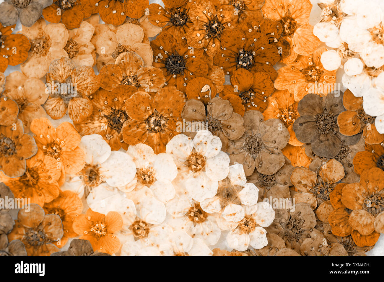 Colorful dried spring flowers Stock Photo - Alamy