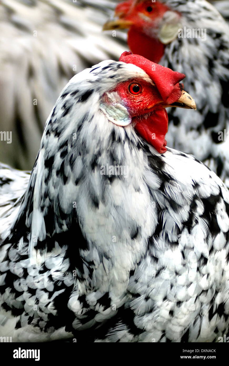 Rare breed poultry / Farmyard chicken Stock Photo - Alamy