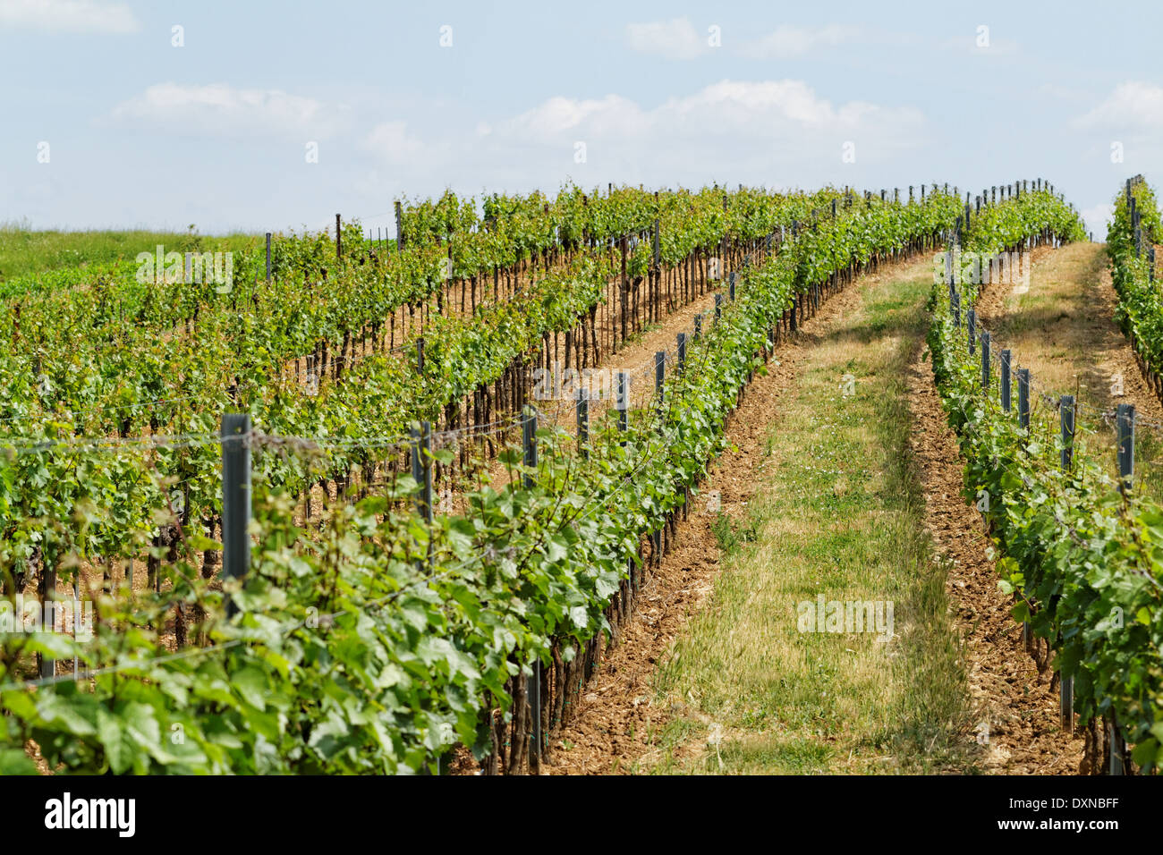 Tokay wine hi-res stock photography and images - Alamy