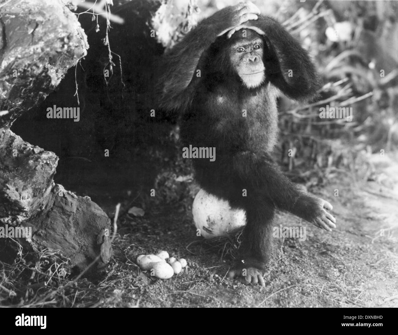 Tarzan and the mermaids hi-res stock photography and images - Alamy