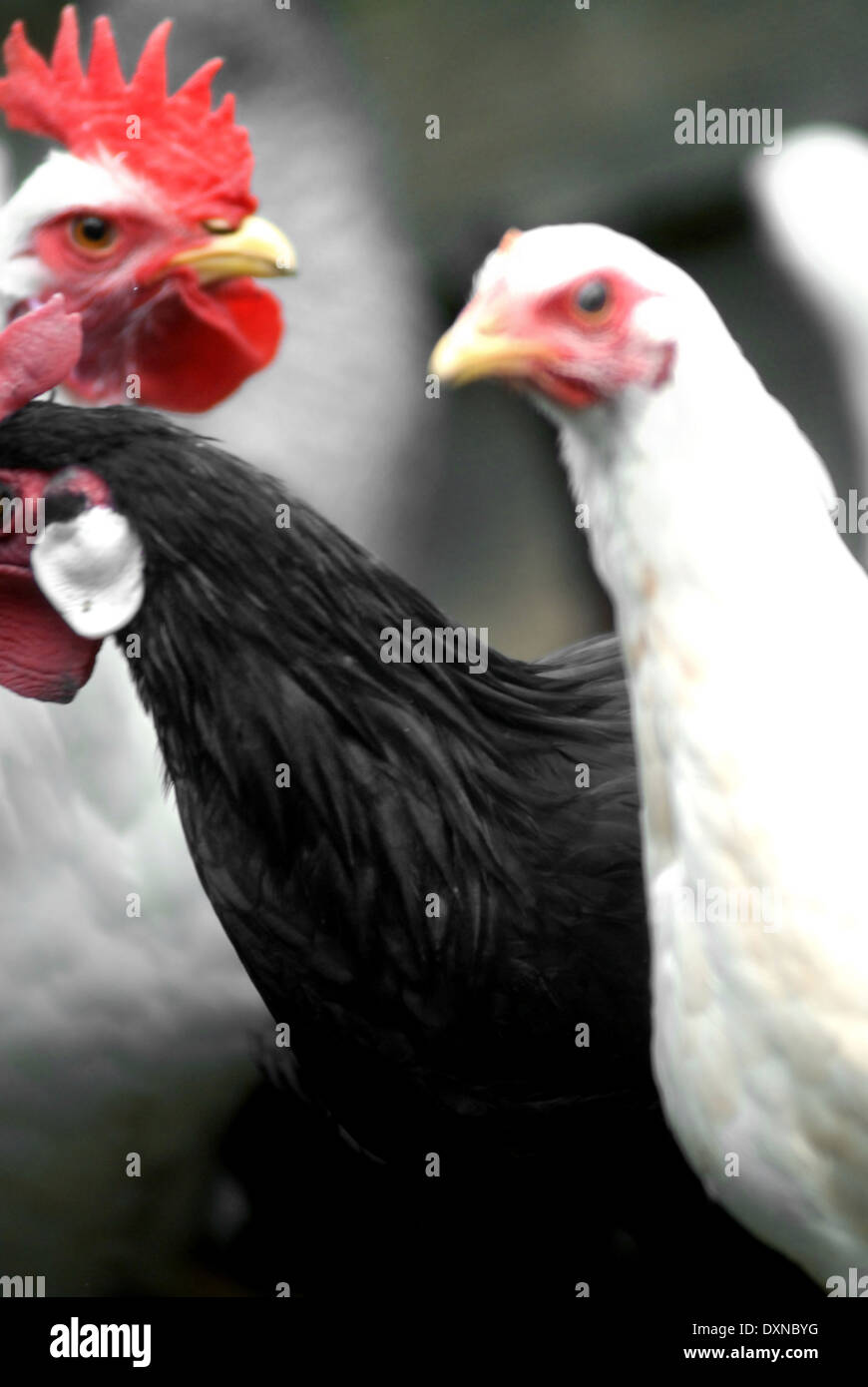 Rare breed poultry / Farmyard chicken Stock Photo - Alamy