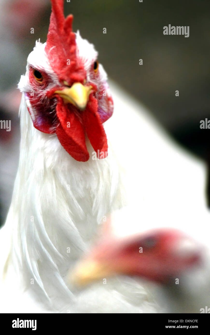 Rare breed poultry / Farmyard chicken Stock Photo - Alamy