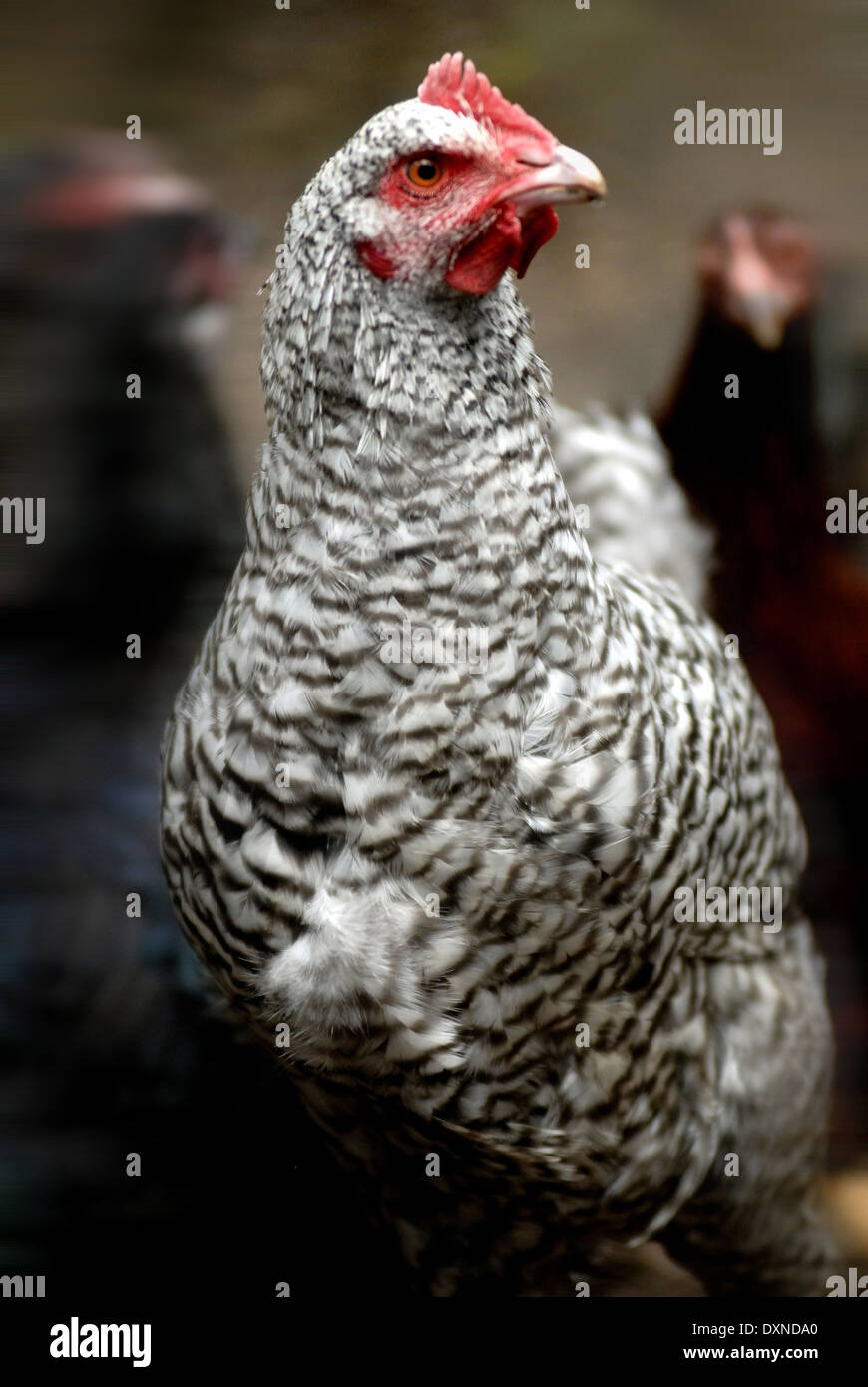 Rare breed poultry / Farmyard chicken Stock Photo - Alamy