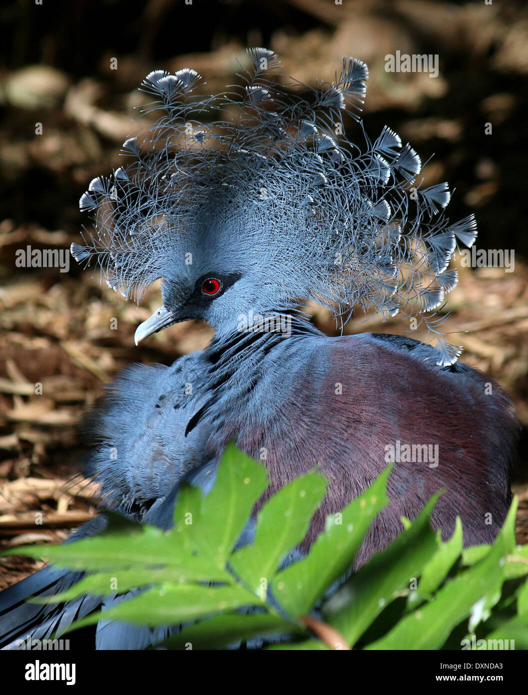 Victoria Crowned Pigeon ( Goura victoria Stock Photo - Alamy